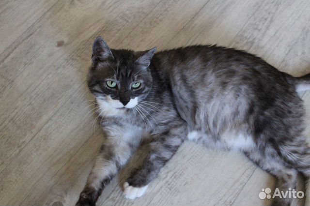 Кот Лорд