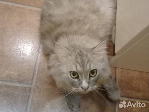 Котик в добрые руки