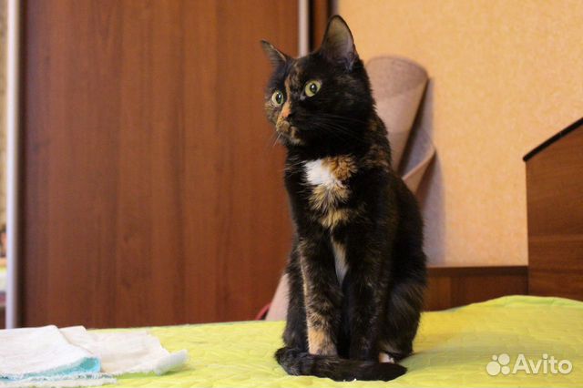 Отдам котиков в добрые руки