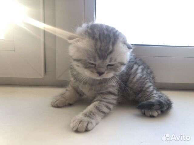 Вислоухий шотландец мальчик Вискас
