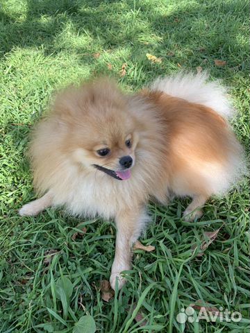 Шпиц померанский кабель, вязка