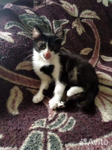 Мартин, 4 месяца