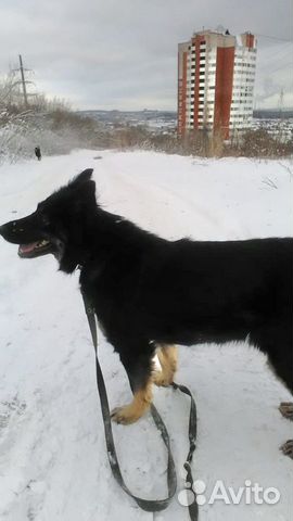 Собака, Девочка, 1 год, стерилизована, привита, фе