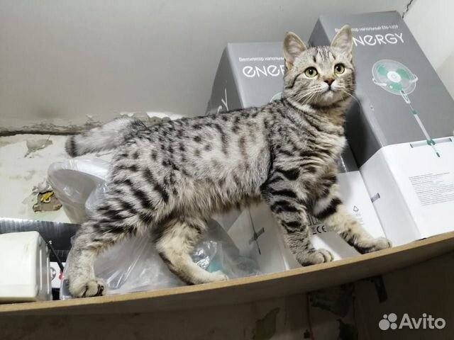 Котенок мальчик