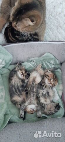 Породистые котята