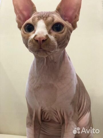 Канадский сфинкс