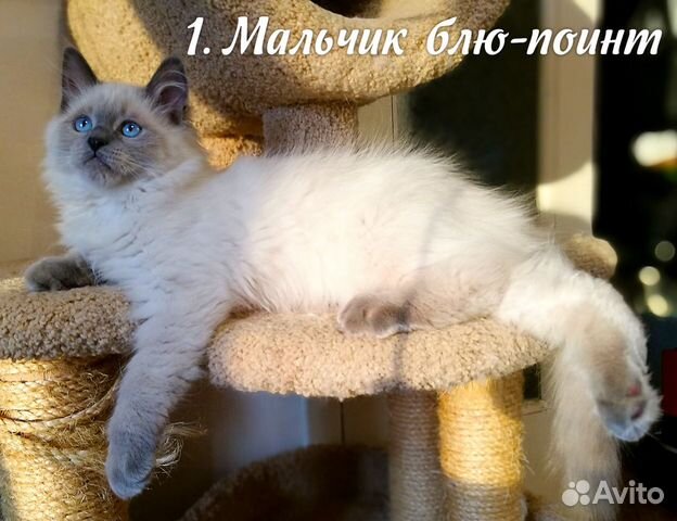 Невские маскарадные котята