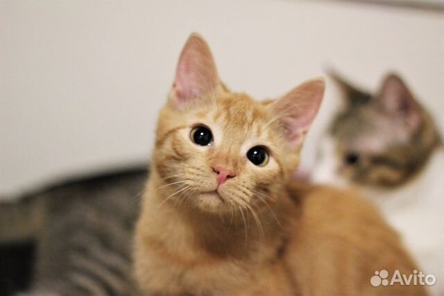 Котенок Рыжик 5 месяцев