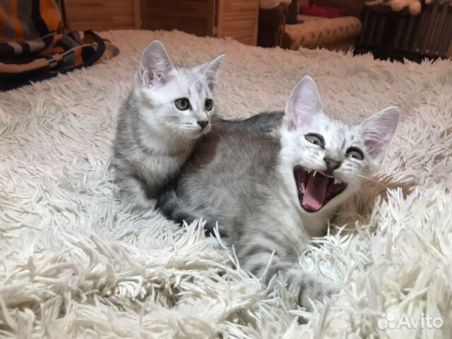 Котята от британской шиншилы