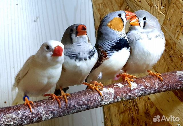 Амадины зебровые обычные,рыжегрудые,японские