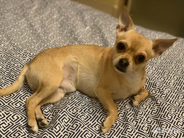 Чихуахуа вязка