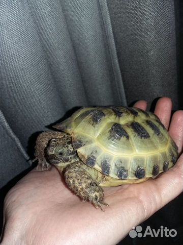Черепаха