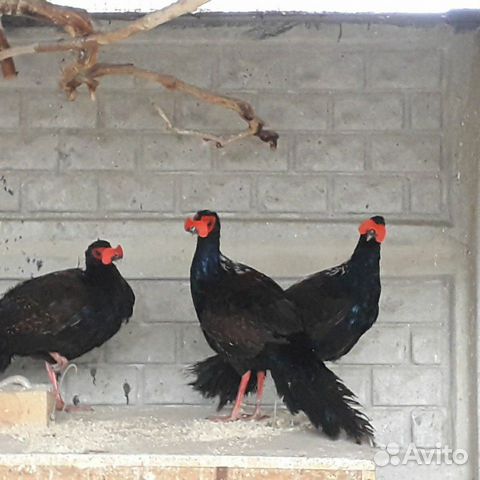 Фазаны свайно