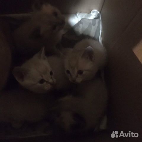 Сиамские котята