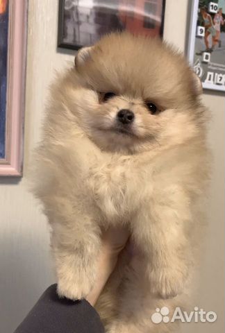 Карликовые померанские шпицы в поиске хозяев