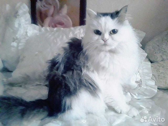 Кошка Снежа