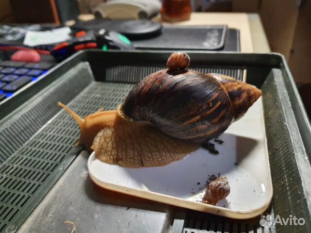 Cлавные малыши улиток ахатина иммакулята