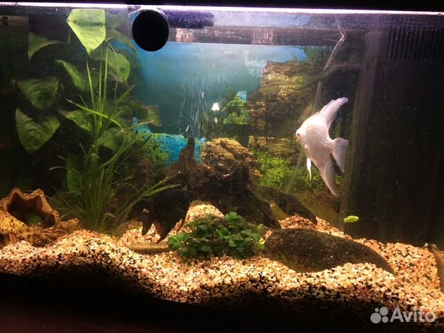 Аквариум
