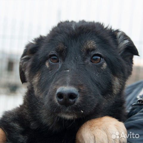 Щенок овчаристый Пуля