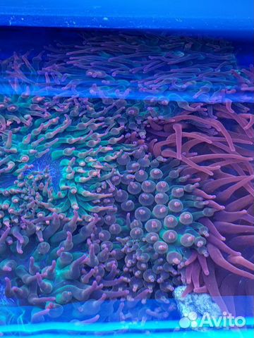 Актиния квадриколор