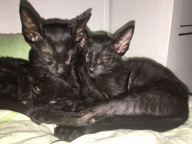 Ориентальные котята