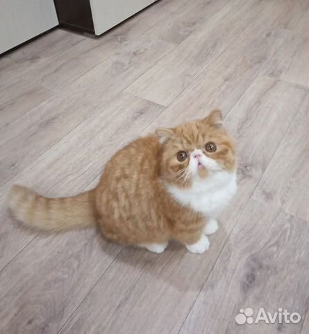 Экзотик