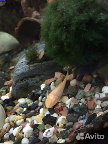 Анцитрус-альбинос