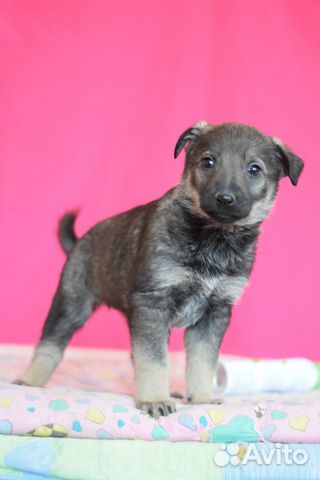 Деловая щенулька, 2 месяца