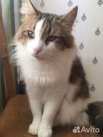 Кот Мерлин