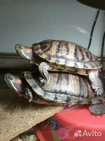 Отдам в дар 2-х водных черепах, без аквариума