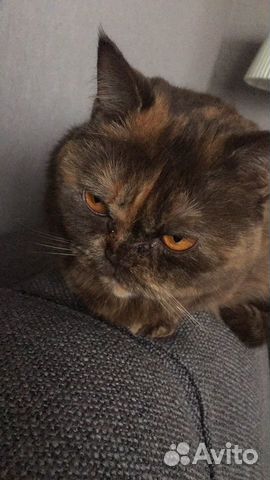 Кошка помесь британца и шотландской, девочка