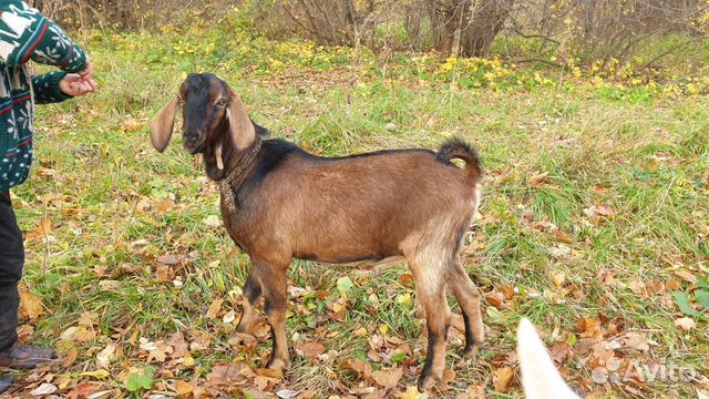 Козел нубиец