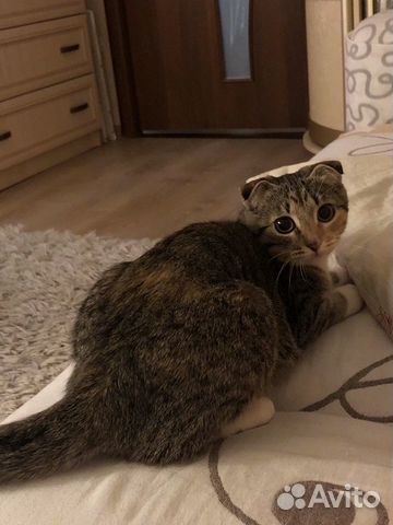 Кошка