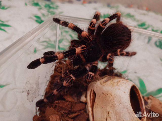 Паук птицеед-acanthoscurria geniculata.(Бразильски