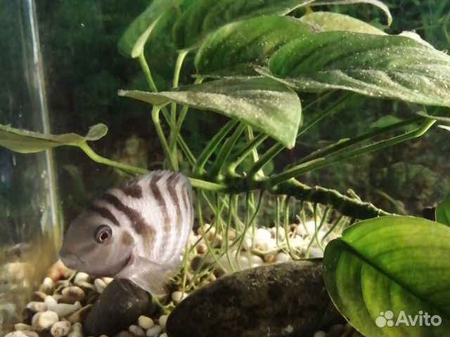 Цихлида чернополосая цихлозома