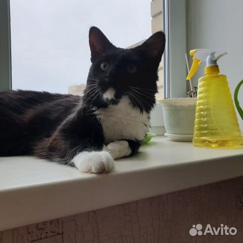 Найден котик, отдам только хозяйке