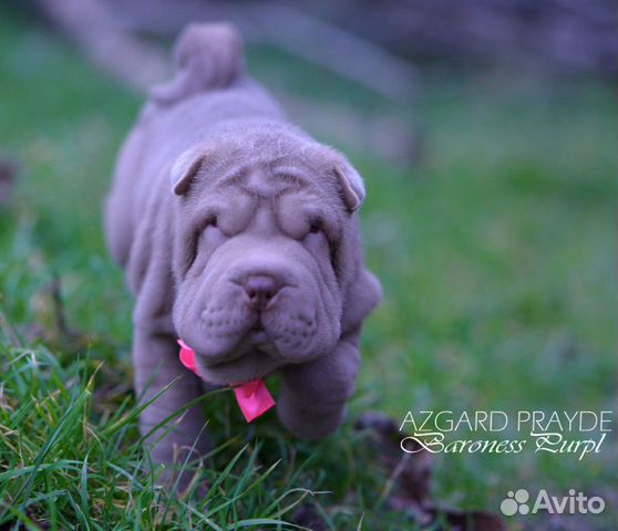 Щенки Шарпея эксклюзивных окрасов