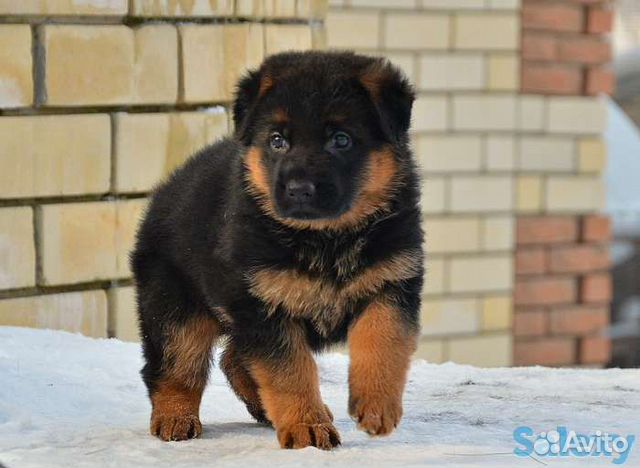 Щенок немецкой овчарки