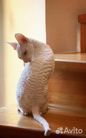 Корниш Рекс котята