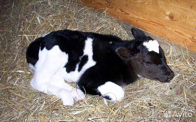 Продаю телят