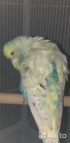 Выставочные волнистые попугаи (пара)