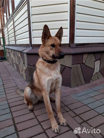 Молодая собака