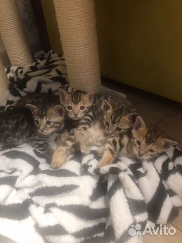 Бенгальские котята
