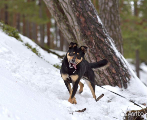 "Мини-ротвейлер;)", Биби ищет дом