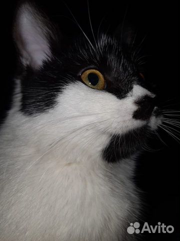 Кошечка 9 мес