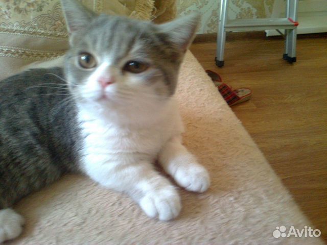 Кошечка манчкин стандарт вязка