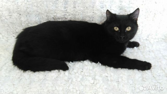 Котенок-подросток Бонус