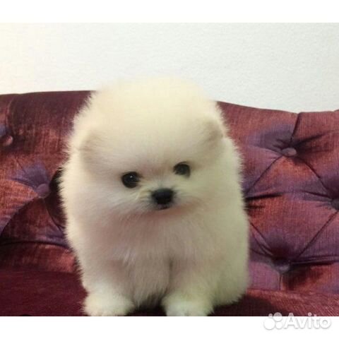 Кремовые и белые детки