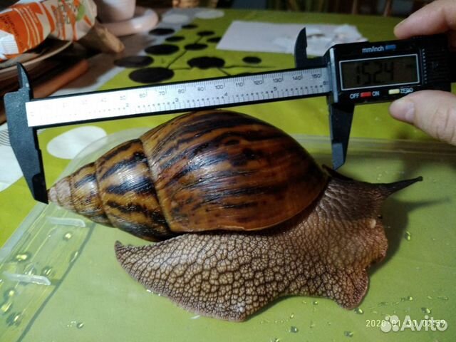 Улитка ахатина тигр