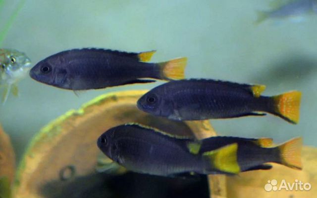 Мальки цихлид красная зебра рр и анцей итунги